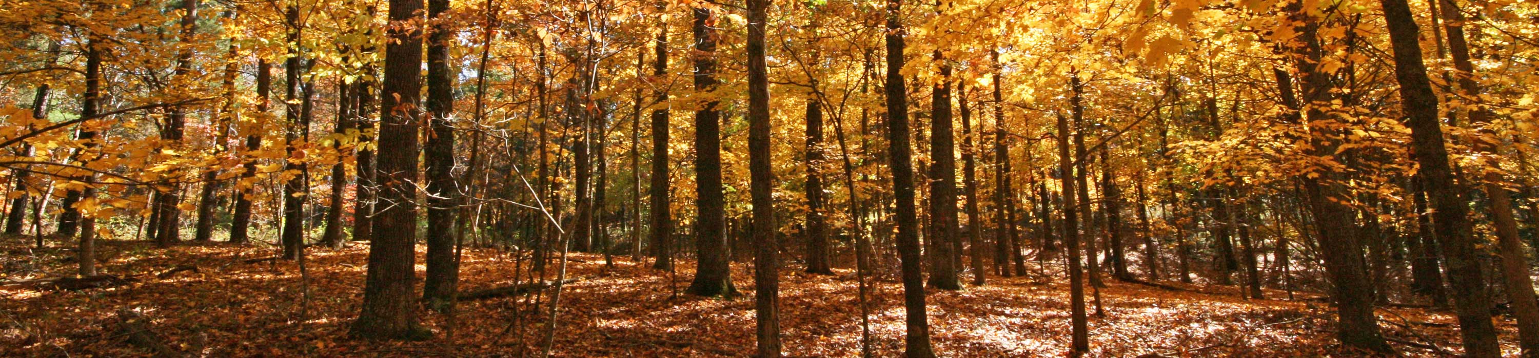 Experience Old Forge